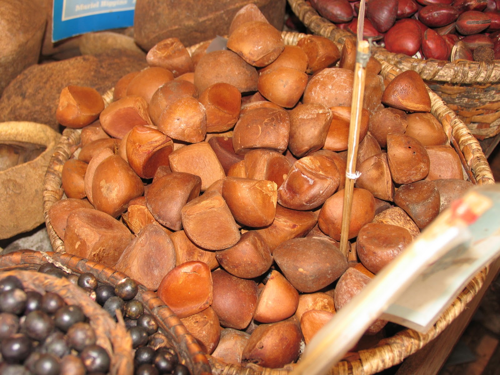 Andiroba - Carapa guianensis Aubl. | Natureza Bela