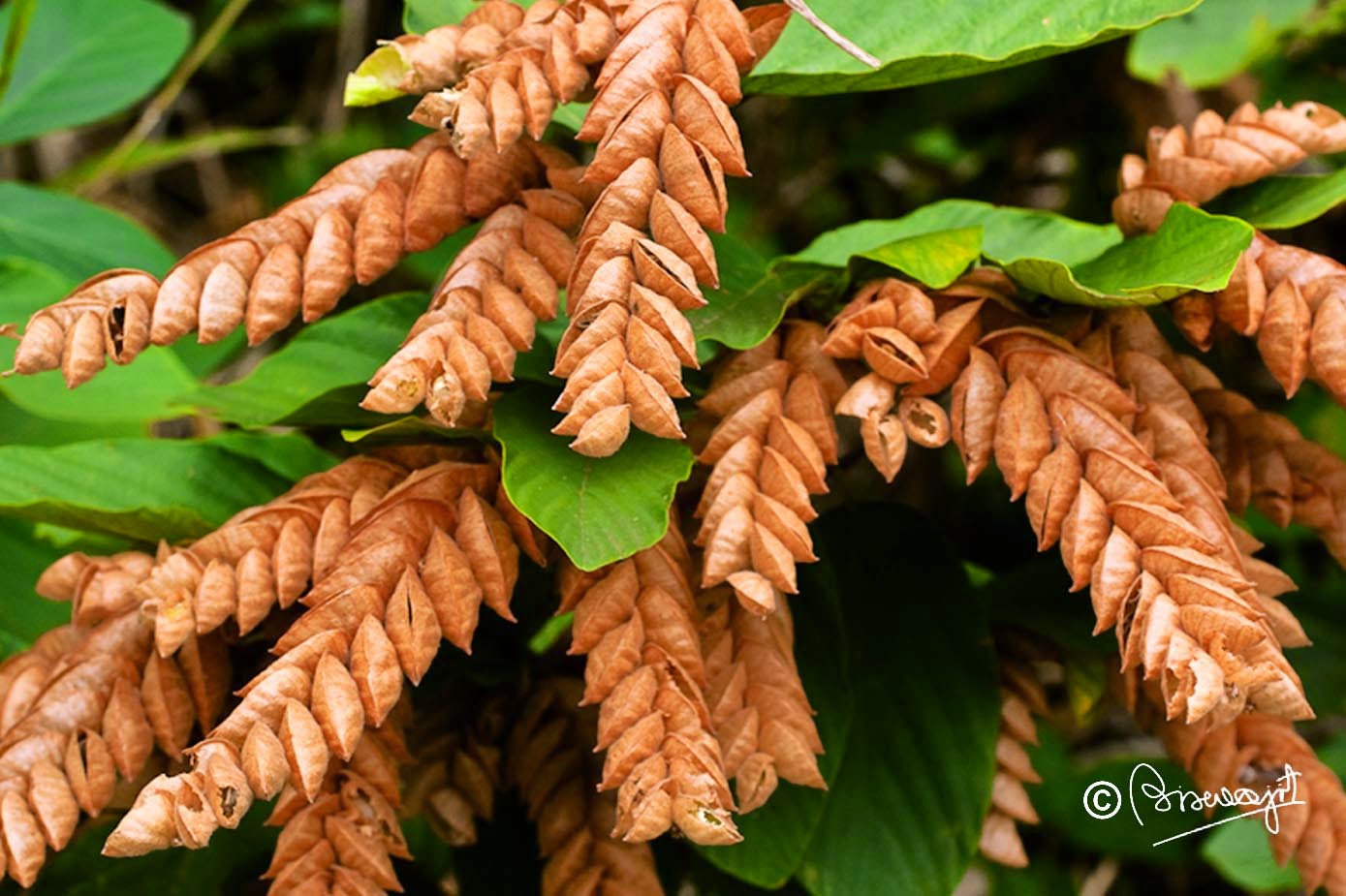Graphics and Folk Assam: Flora & Plants
