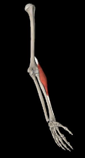 Fisioterapia para principiantes: EAMT- Braquiorradial