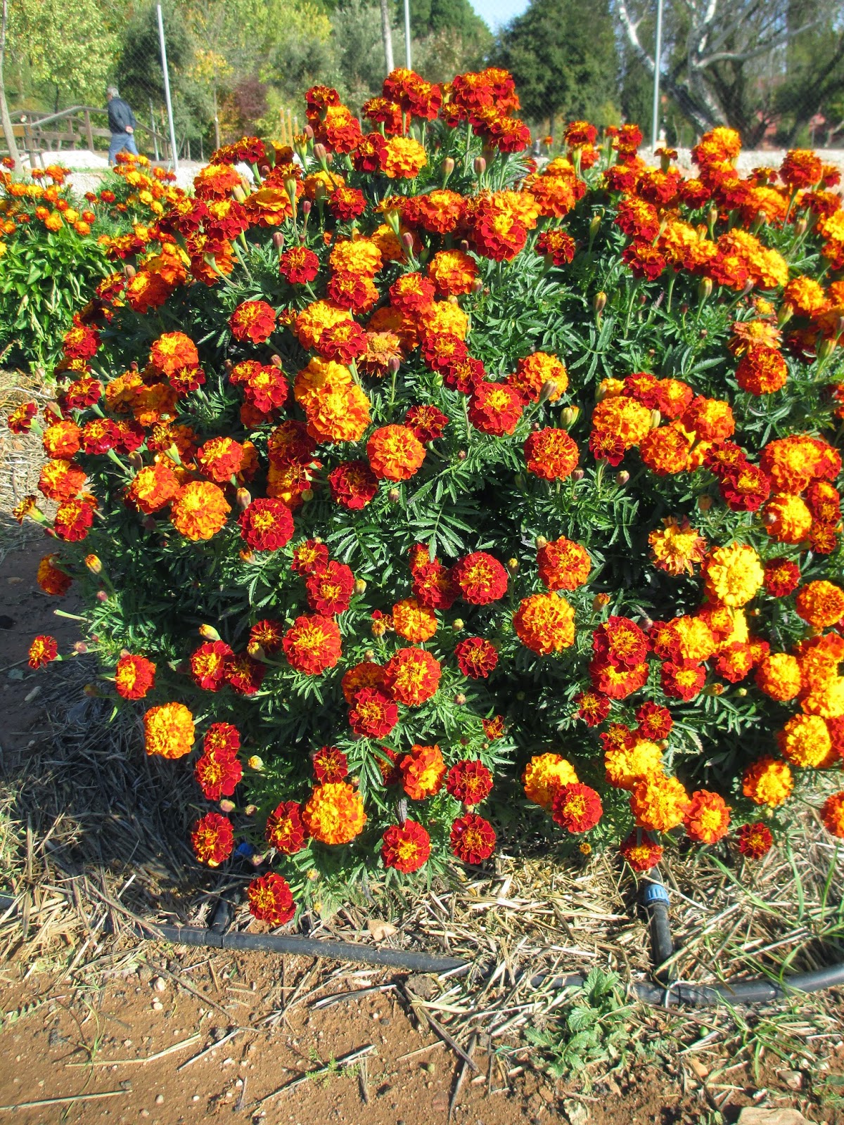 La Mar de VeRde: TAGETES ERECTA O TAGETE