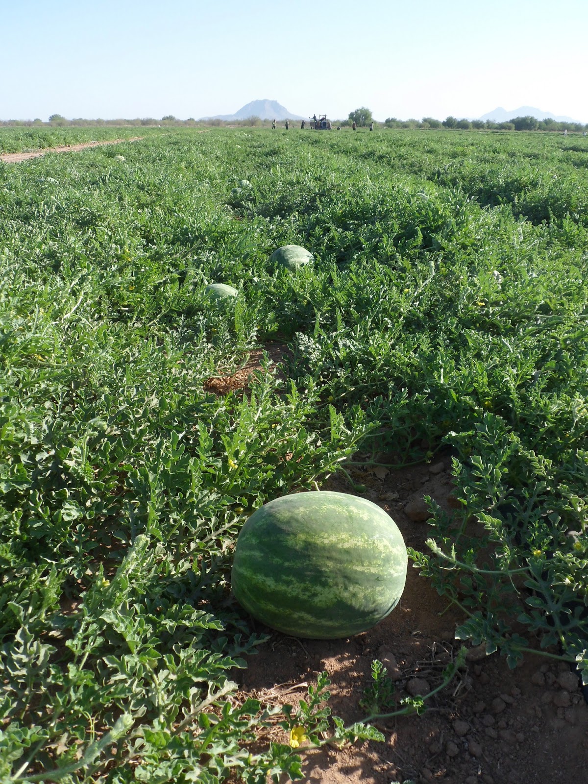 Vandervoet and Associates: Spring 2013 Melon Crop