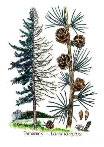 Hoosier Happenings: The Tamarack Experiment