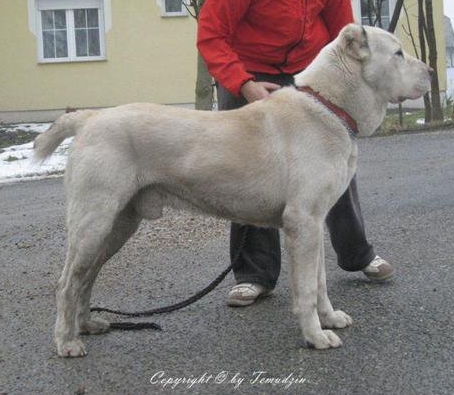 Turkmen Alabai Dogs: Alabai breeders and kennels