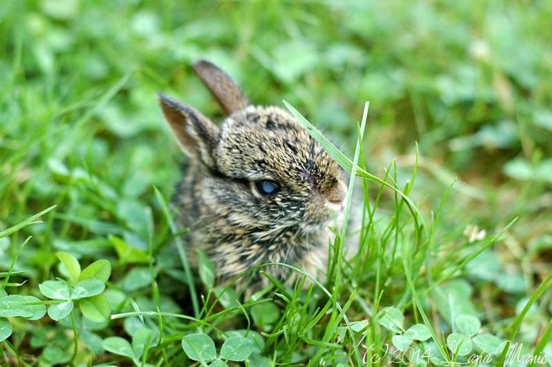 Baby Cottontail Rabbits