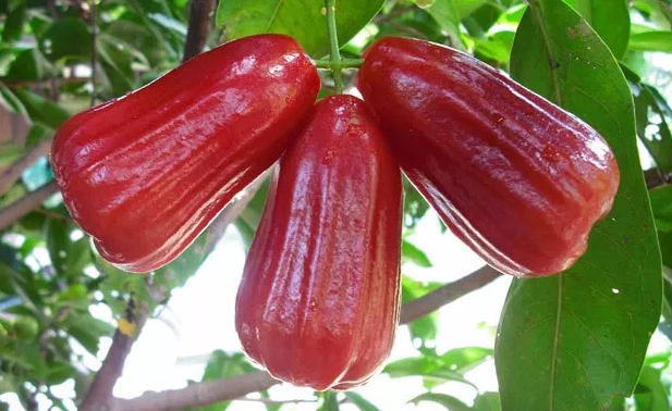 Water guava fruit with the name Dhegus | Indonesian Fruits - FRUITS