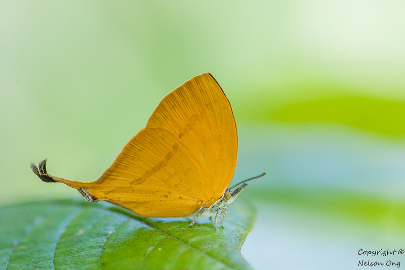 Butterflies of Singapore: Butterflies Galore! : Yamfly