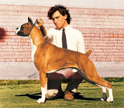 Cuatro patas: EL BOXER (DEDICADA A MI QUERIDO DRACO)