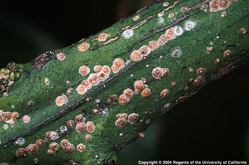 Κοκκοειδή - Ψώρα ~ ΦΥΤΟΓΝΩΣΕΙΣ