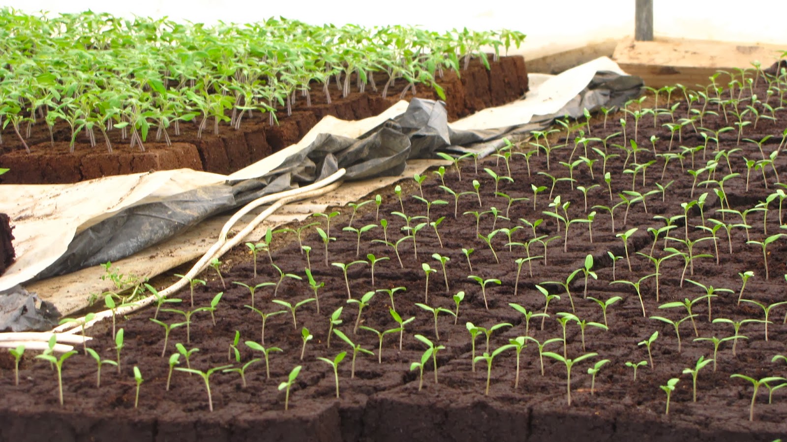 la ferme de Keraugant : Repiquage ...