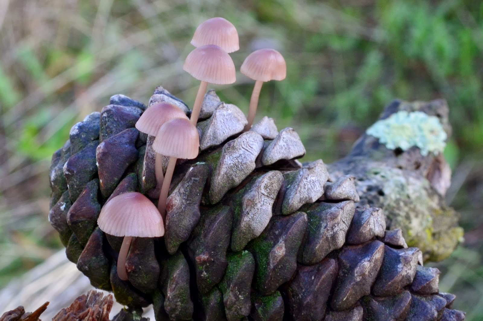 Setas Extremadura : Mycena Seynii