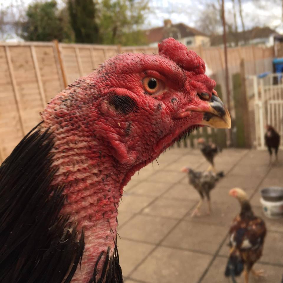 Ganoi X Asil | Ganoi Asil Mix | Ganoi Asil Hybrid | Raja Asil