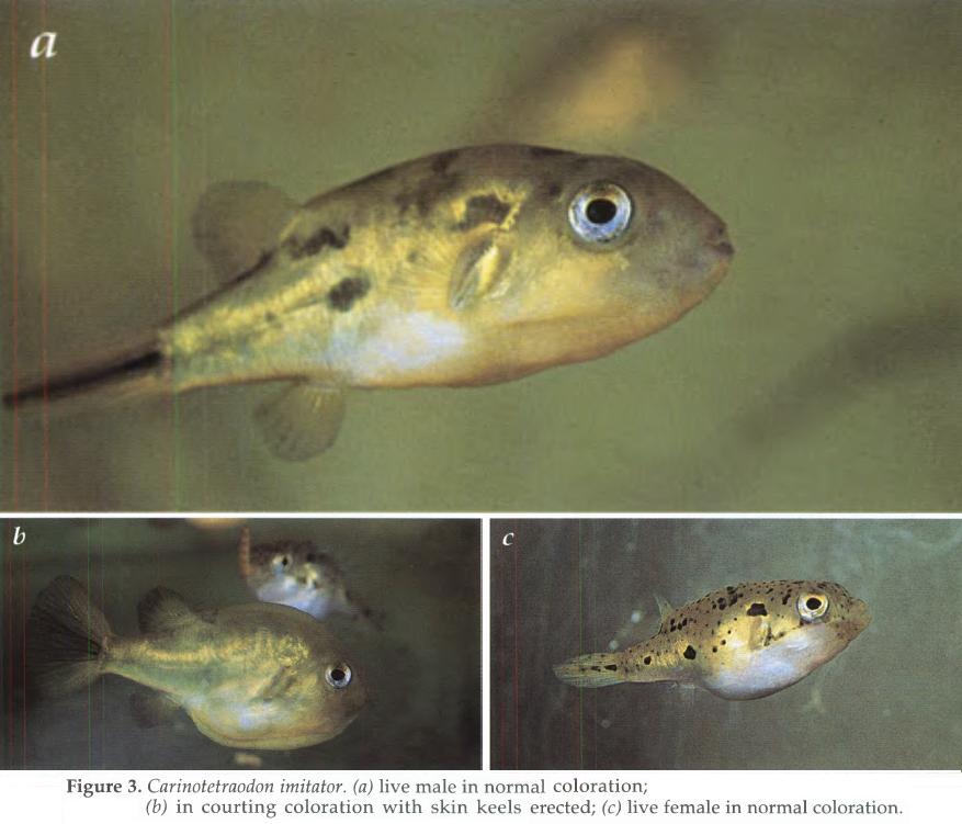Species New to Science: [Ichthyology • 1999] Carinotetraodon imitator ...