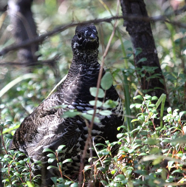 Vickie Henderson Art: Tail Signals from a Spruce Grouse!