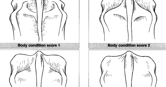 lullarea: BODY CONDITION SCORE PADA SAPI DAN DOMBA