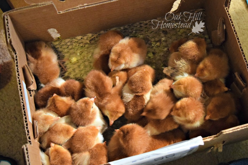 Bringing Chicks Home from the Post Office - Oak Hill Homestead