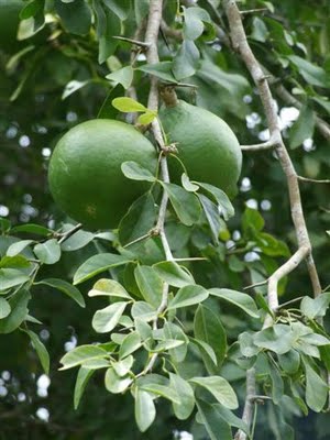 Herbal plants of Sri Lanka: Beli/ Aegle marmelos