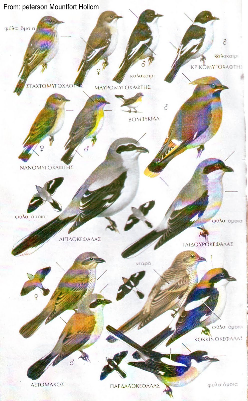 timbrados canaries: ΞΕΧΩΡΙΣΤΕ ΤΑ ΑΓΡΙΟΠΟΥΛΙΑ PHOTOS