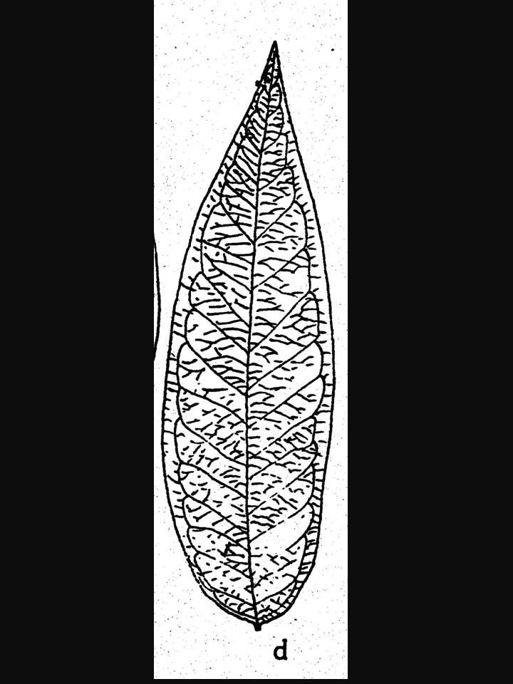 KLASIFIKASI TUMBUHAN BERBIJI: Bangun/bentuk (Circumscriptio)