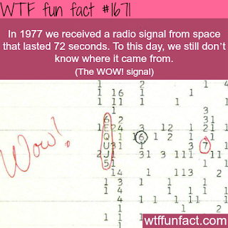 Brianna: On A Budget: "WTF" Fun Facts!