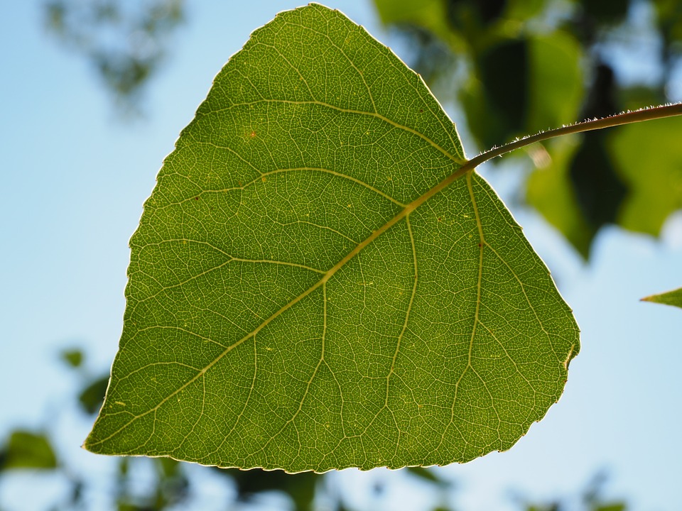 Populus «álamo» - Id Plantae