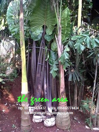 14+ Jenis Tanaman Hias Talas