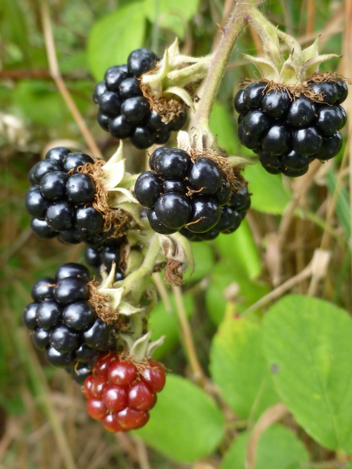 The Rainforest Fund Project: Calamagrostis canescens - Purple Small-reed
