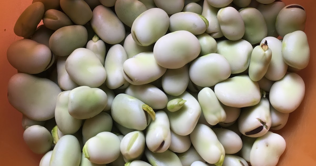 Blanching and Freezing Broad Beans