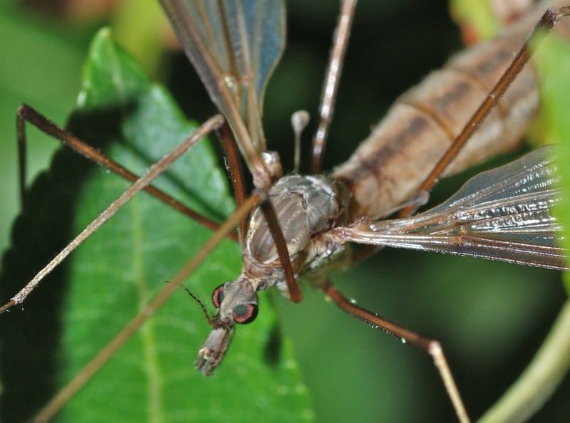 Bosque despierto: Típula común