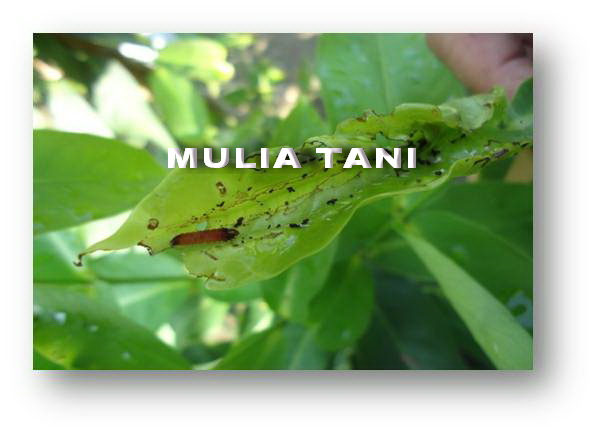 ORGANISME PENGGANGGU TANAMAN ( OPT ) PADA JAMBU AIR DELI HIJAU