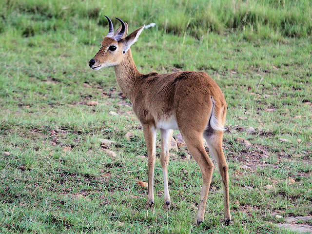 Bohor Reedbuck