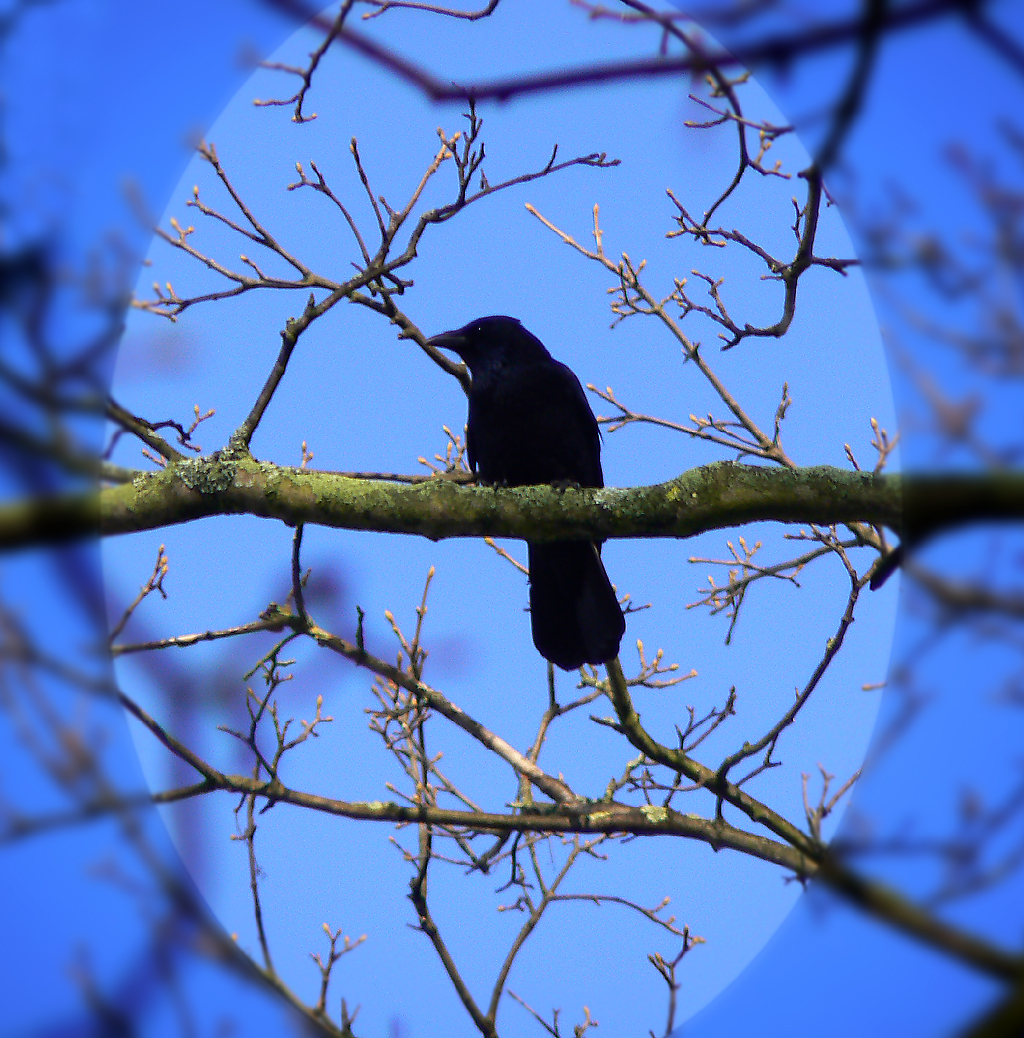 White Wolf : 6 Amazing Truths About Crows (Video)