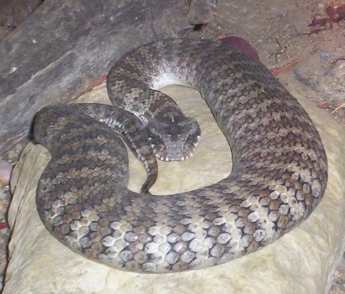Who is this "Grey Death Adder" - AR15.COM