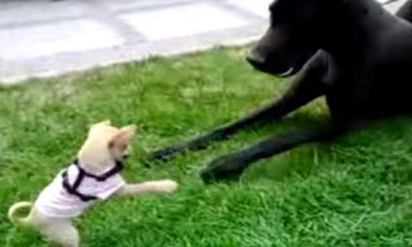 White Wolf : Fearless Chihuahua's Hilarious Attack on Giant Great Dane ...