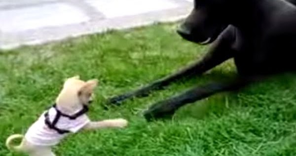 White Wolf : Fearless Chihuahua's Hilarious Attack on Giant Great Dane ...