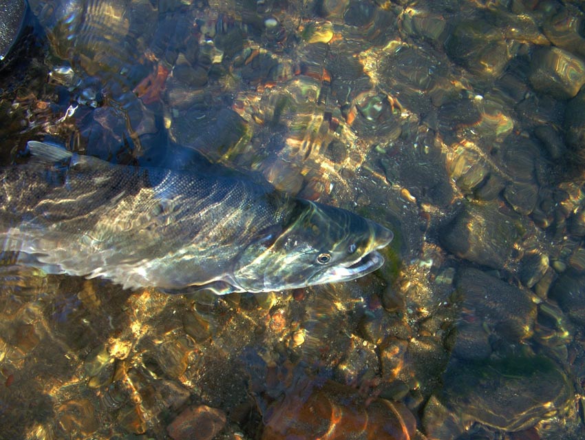 Chavanga Fish Blog: Kamchatka for everyone can be other. Flyfishing ...