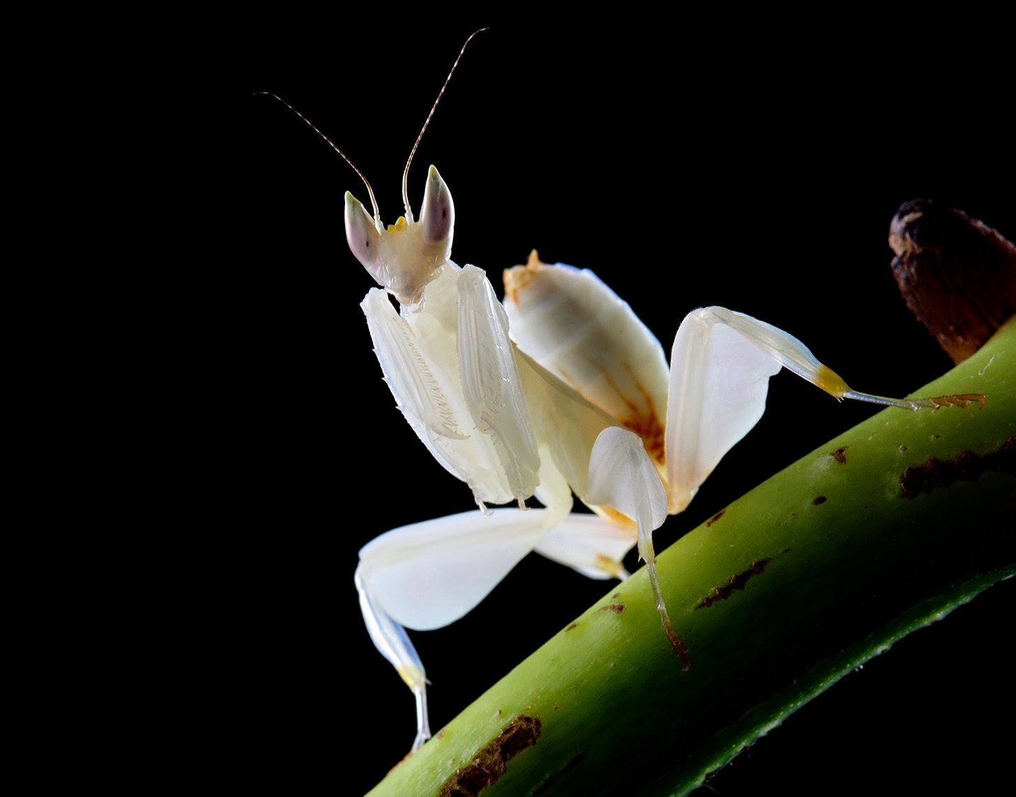 Praying mantis: Rhombodera stalii and Hymenopus coronatus update