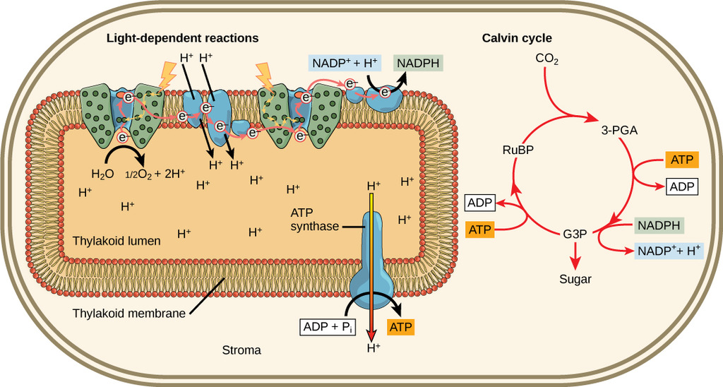 Class XI Biology: Dark Reactions- C3 and C4 cycle, kranz Anatomy