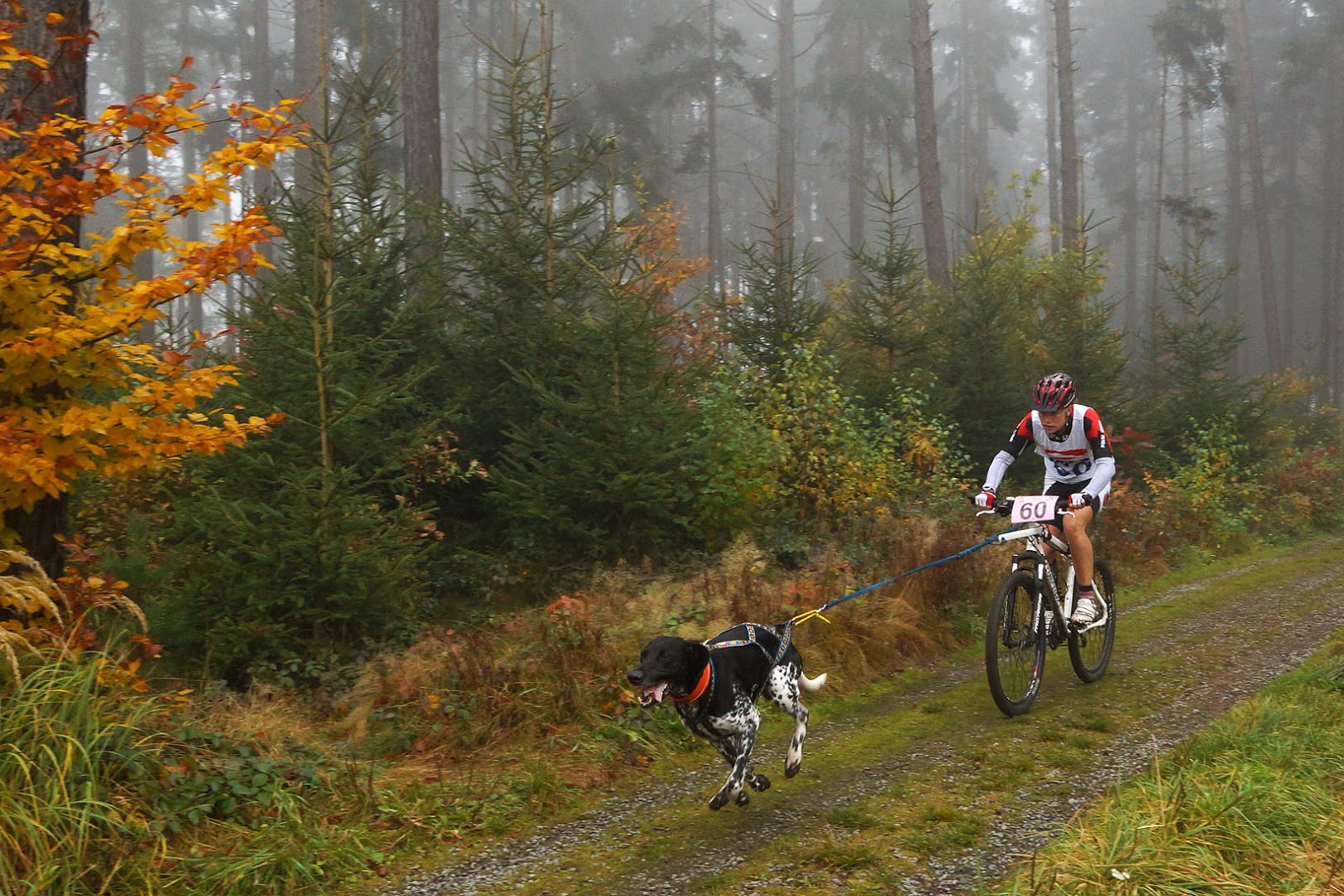 The Joys of Dog Sledding & Dry Mushing | Australian Dog Lover