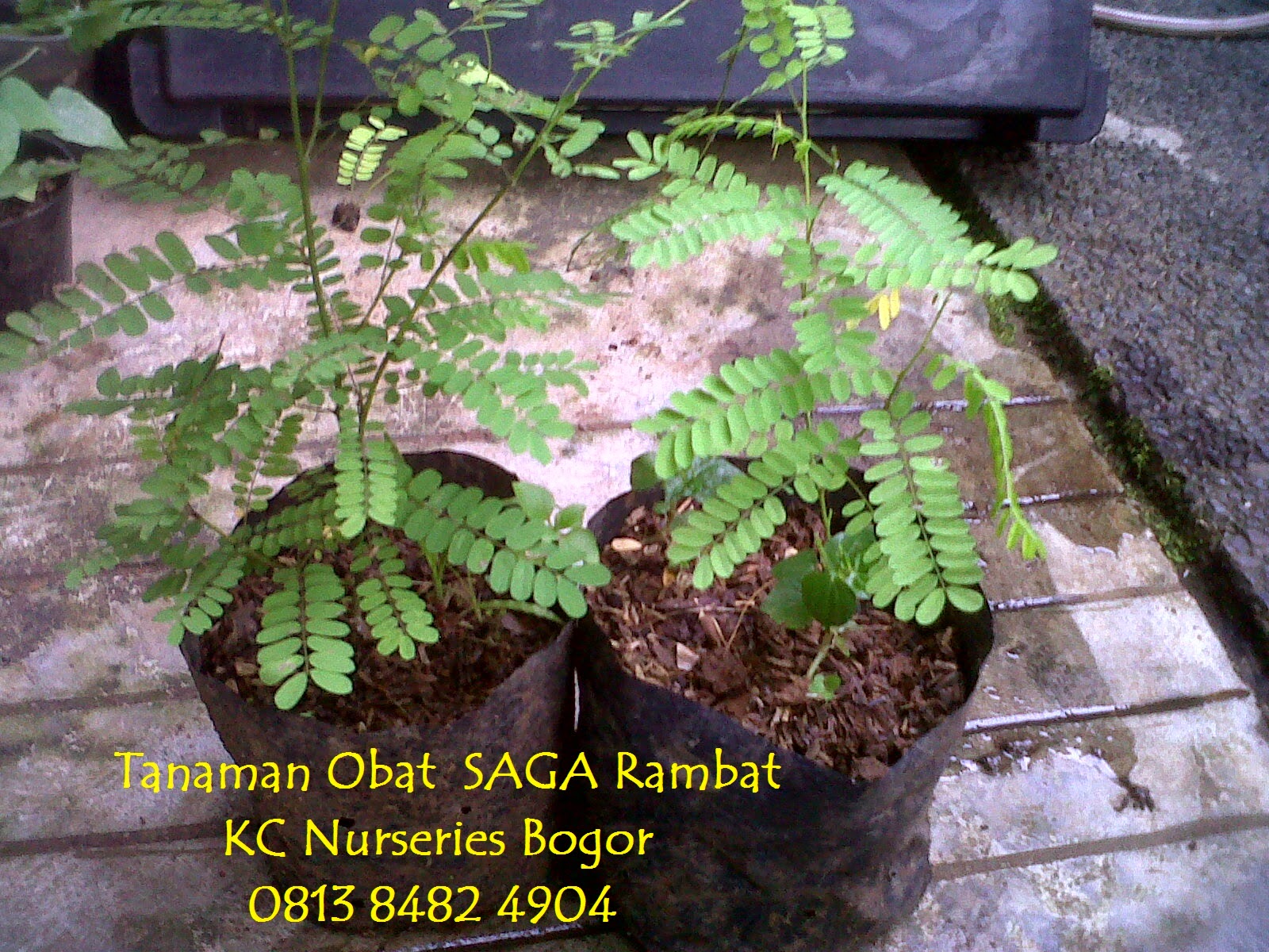 KC NURSERIES BOGOR: SAGA RAMBAT