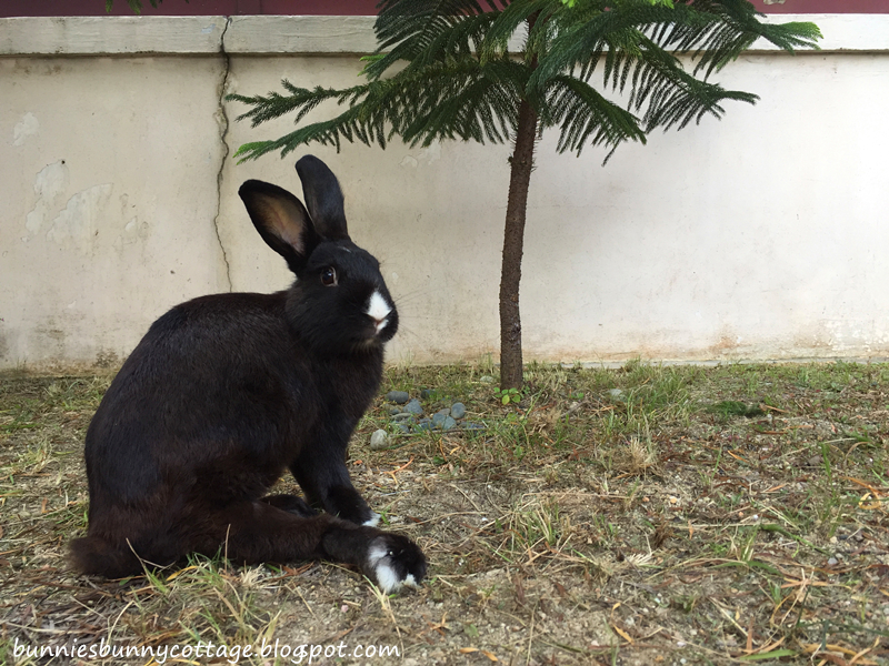 The Rabbit Basement: One-Month-Old Rabbit