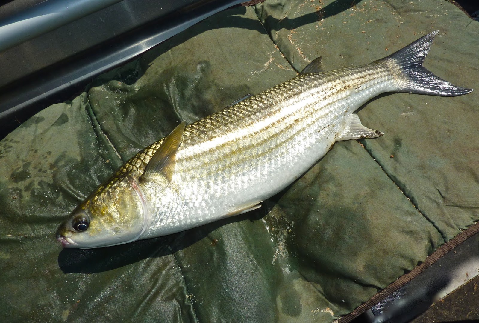 HUGH MILES - WILDLIFE ADVENTURES: MULLET MADNESS - 2013