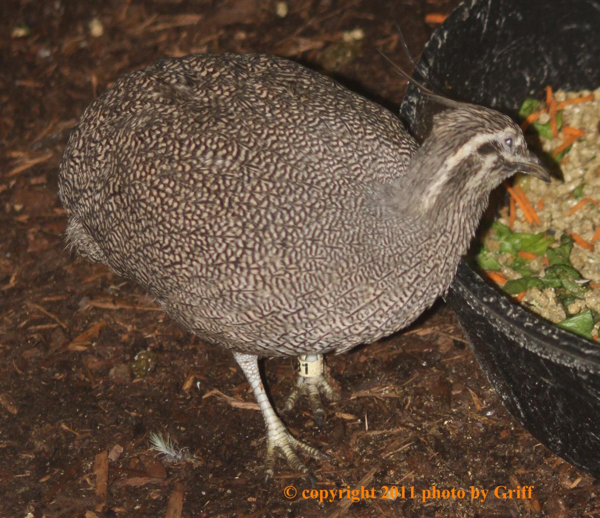 Griff's Bird Photos: Tinamou (Elegant Crested)