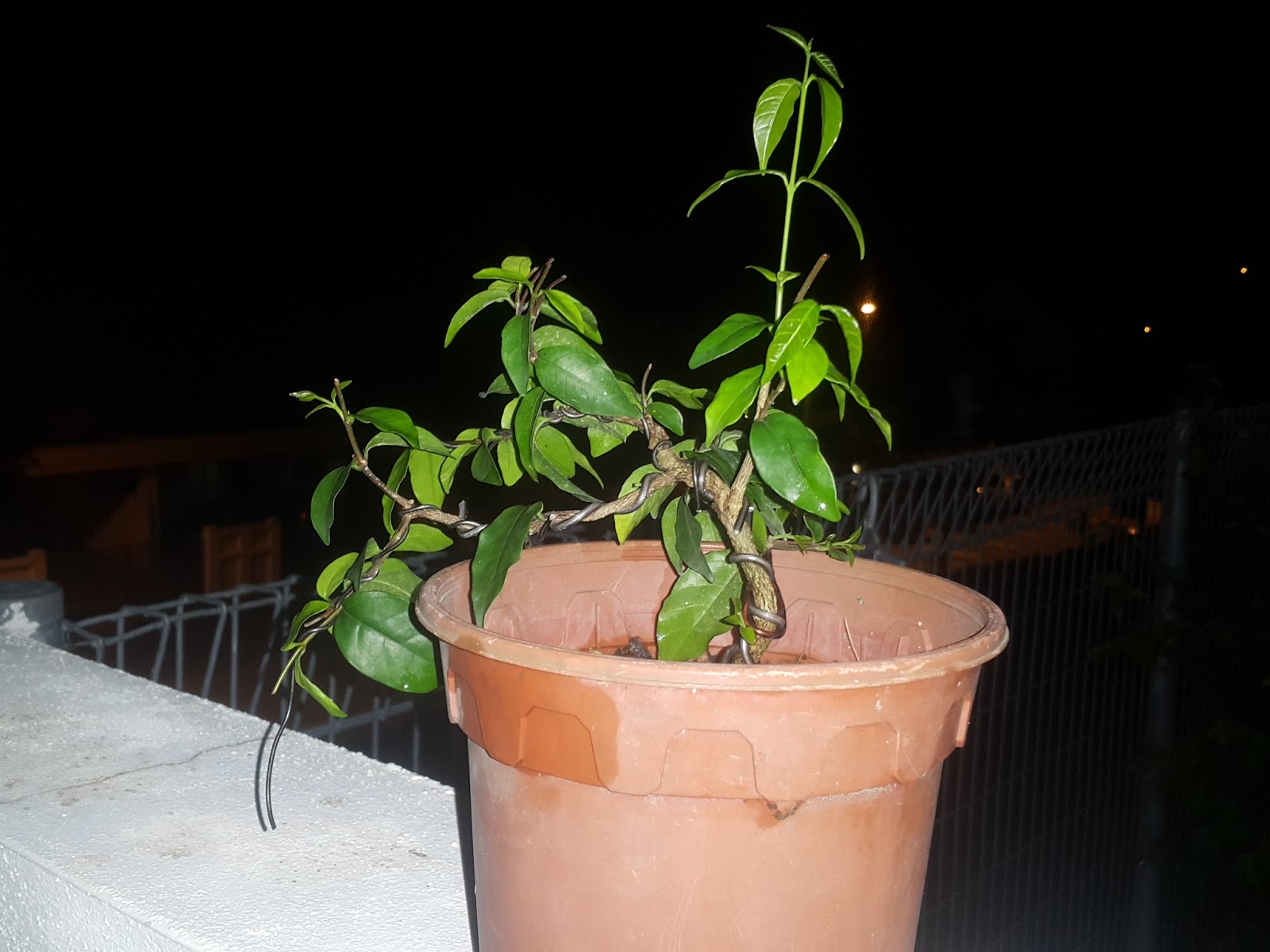 blog of amir rofie: Bonsai: Anak-anak pokok Santalia (Sep 2017)