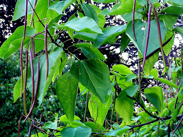 Docaitta Lifestyle: Gardening: The Northern Catalpa