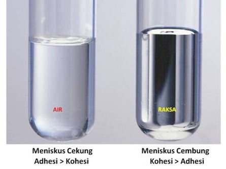 Pengertian Kohesi dan Adhesi Beserta Contohnya - Biologizone