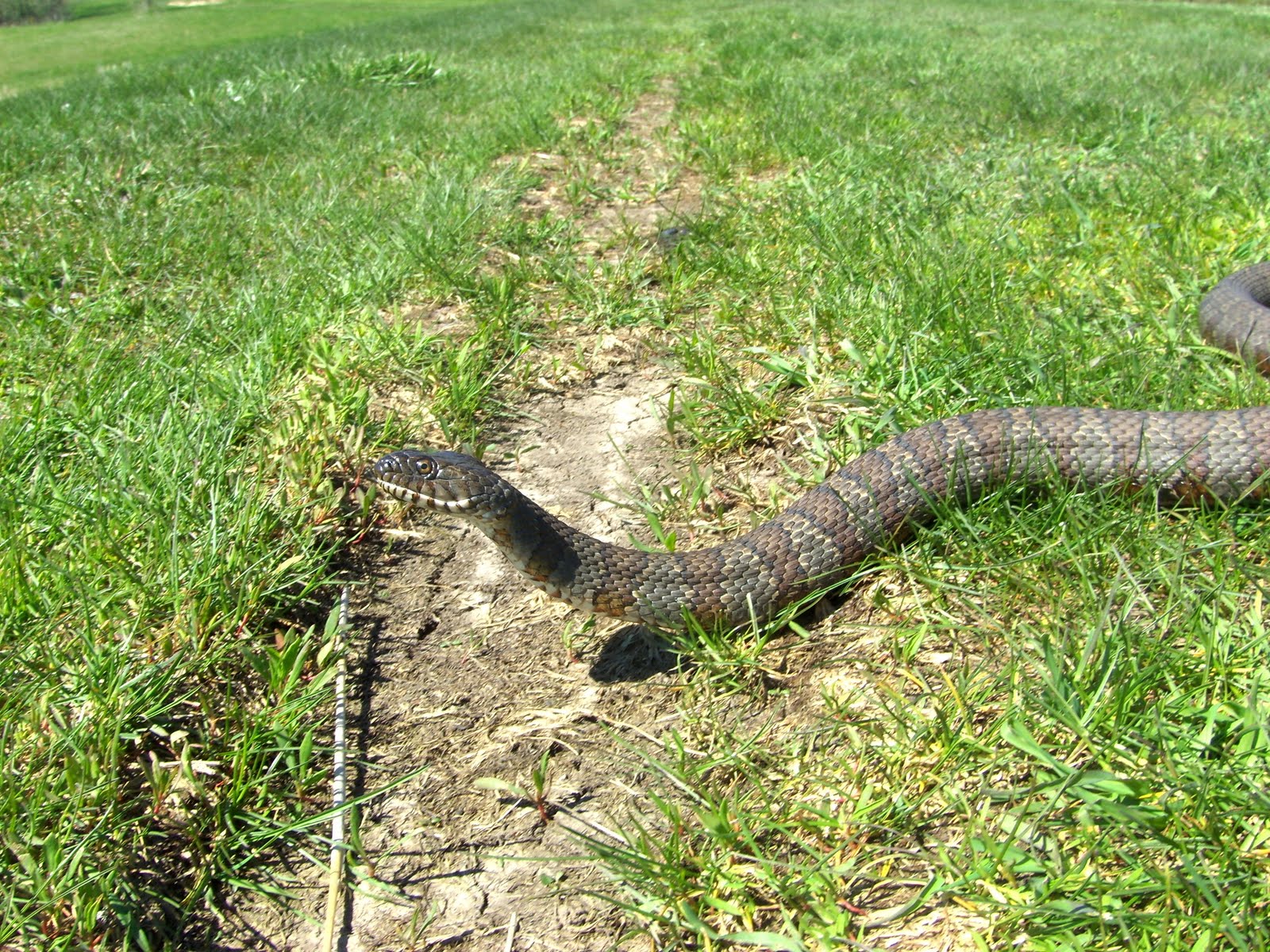 Iowa Reptiles: Water Snake on a cool day!