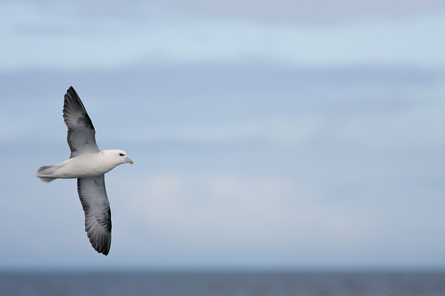 Peregrine's Bird Blog: Owen Foley's Pelagic 2012