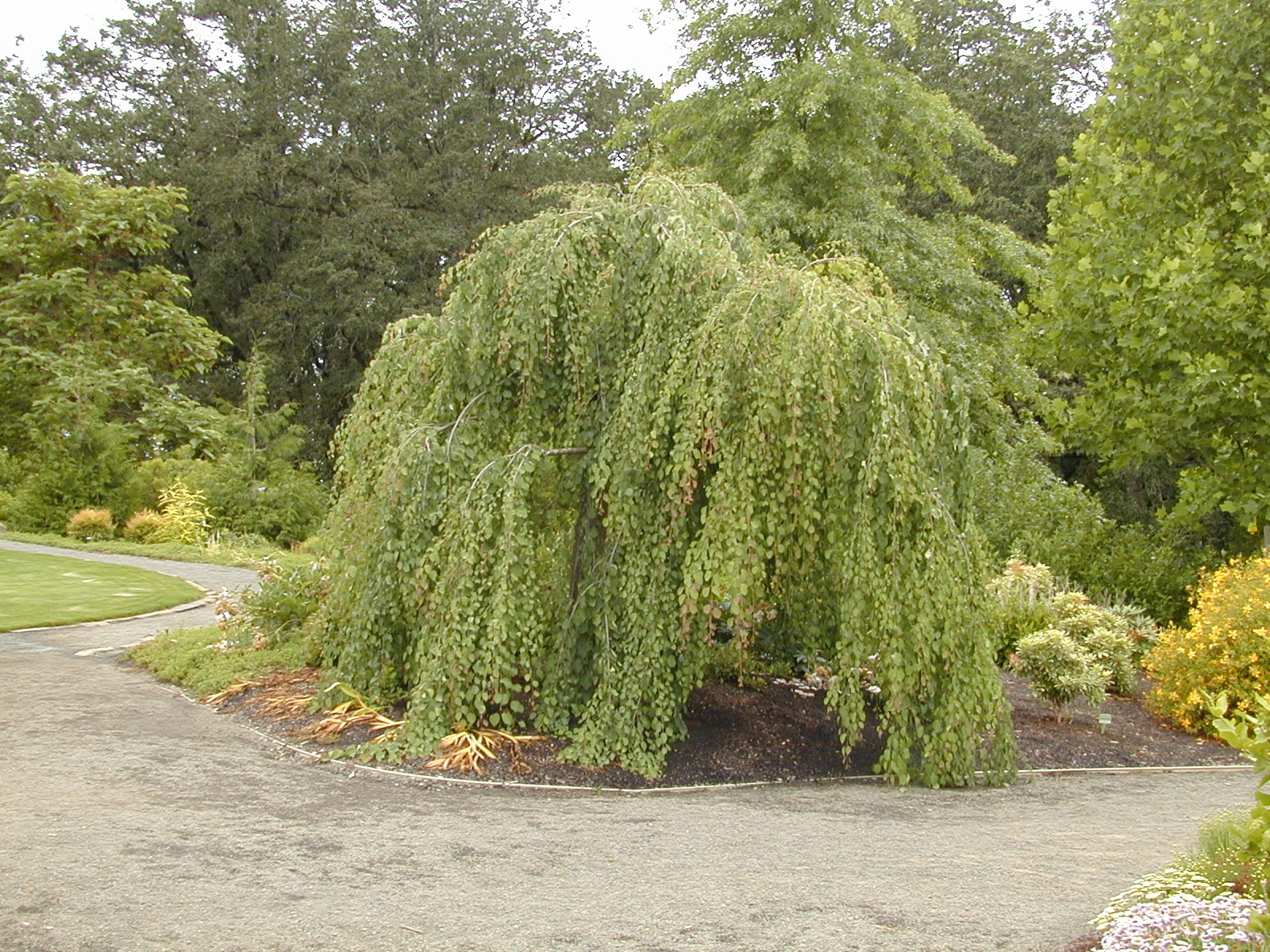 Trees of Santa Cruz County: Cercidiphyllum japonicum - Katsura Tree