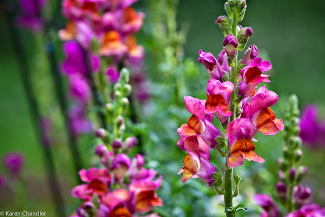 SNAPDRAGON FLOWER photos - wallpapers | the fun bank