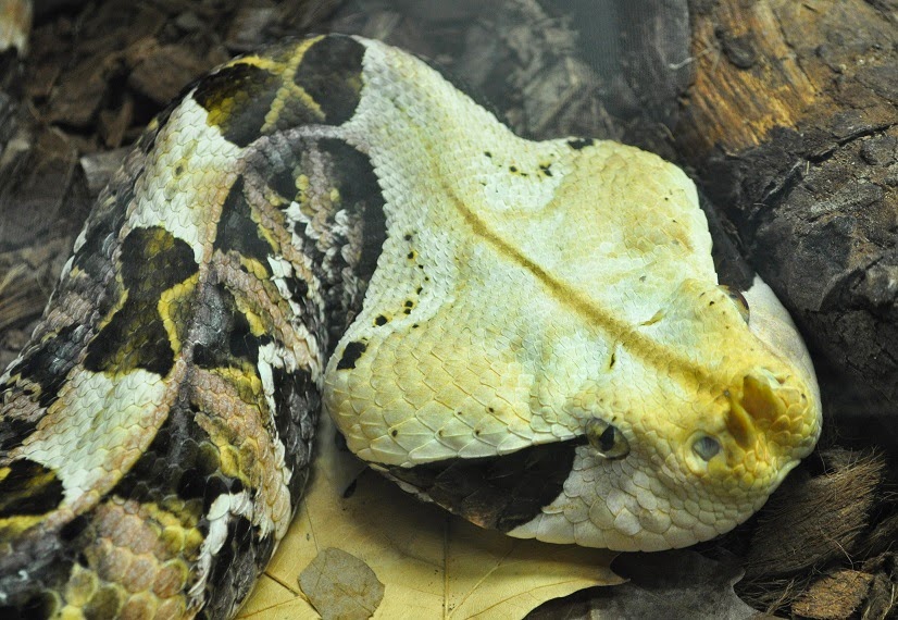 ZOOTOGRAFIANDO (6.100 ANIMALS): VÍBORA DEL GABÓN / GABOON VIPER (Bitis ...